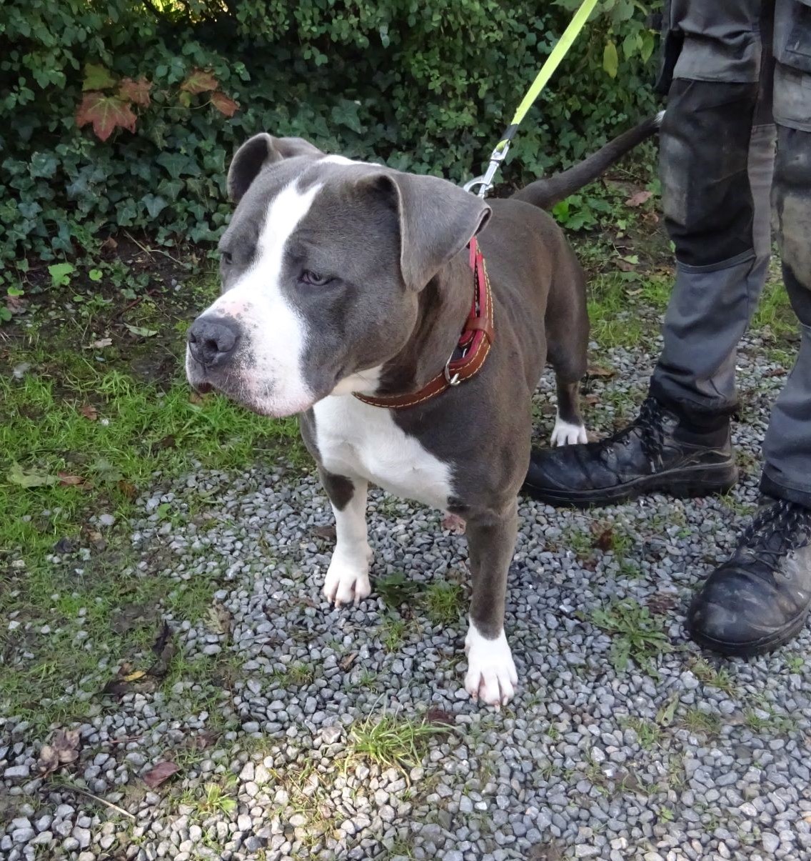 Nos chiens - Chiens perdus sans collier